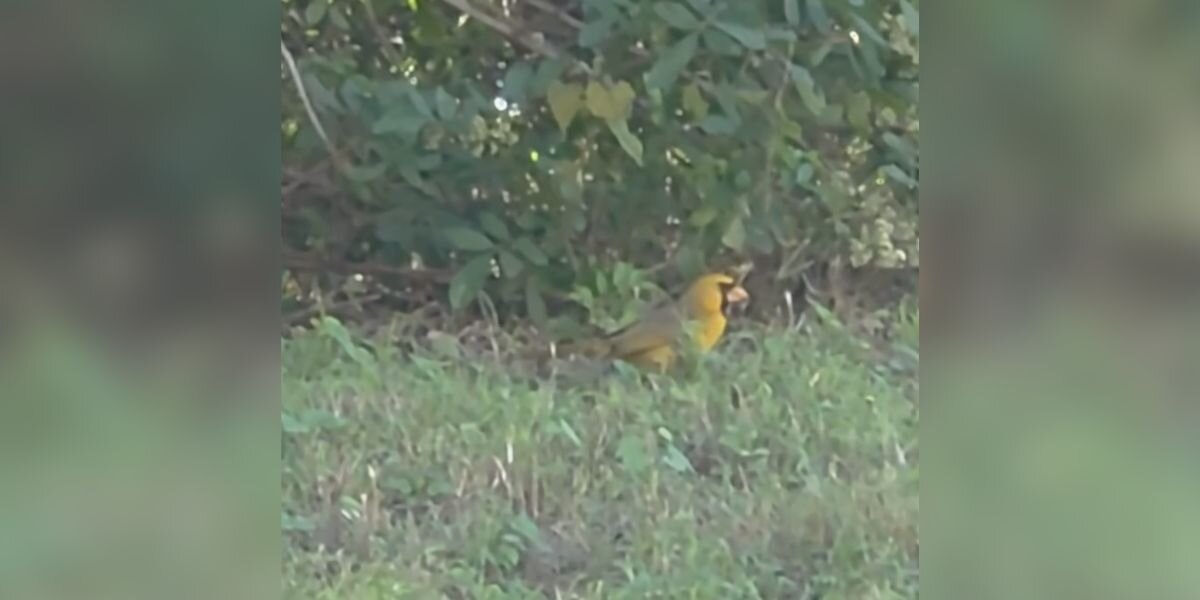 Gardener Sees 'Yellow Blob' In The Grass — And Finds A One-In-A-Million ...