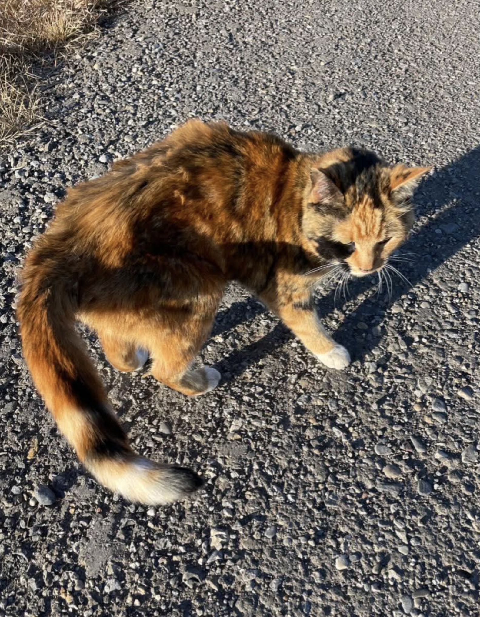 Woman In Tears After Reuniting With Cat Who Went Missing 8 Years ...