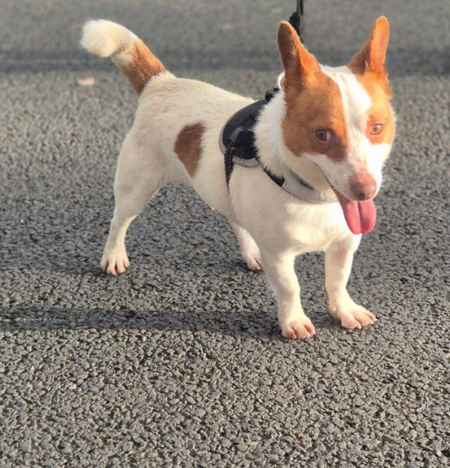 Rescuers Search Bog For A Scared Little Animal Left Behind By His ...