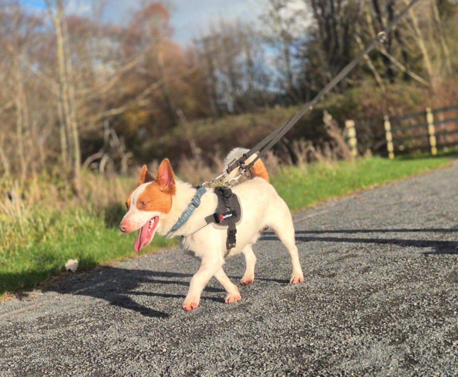 Rescuers Search Bog For A Scared Little Animal Left Behind By His ...