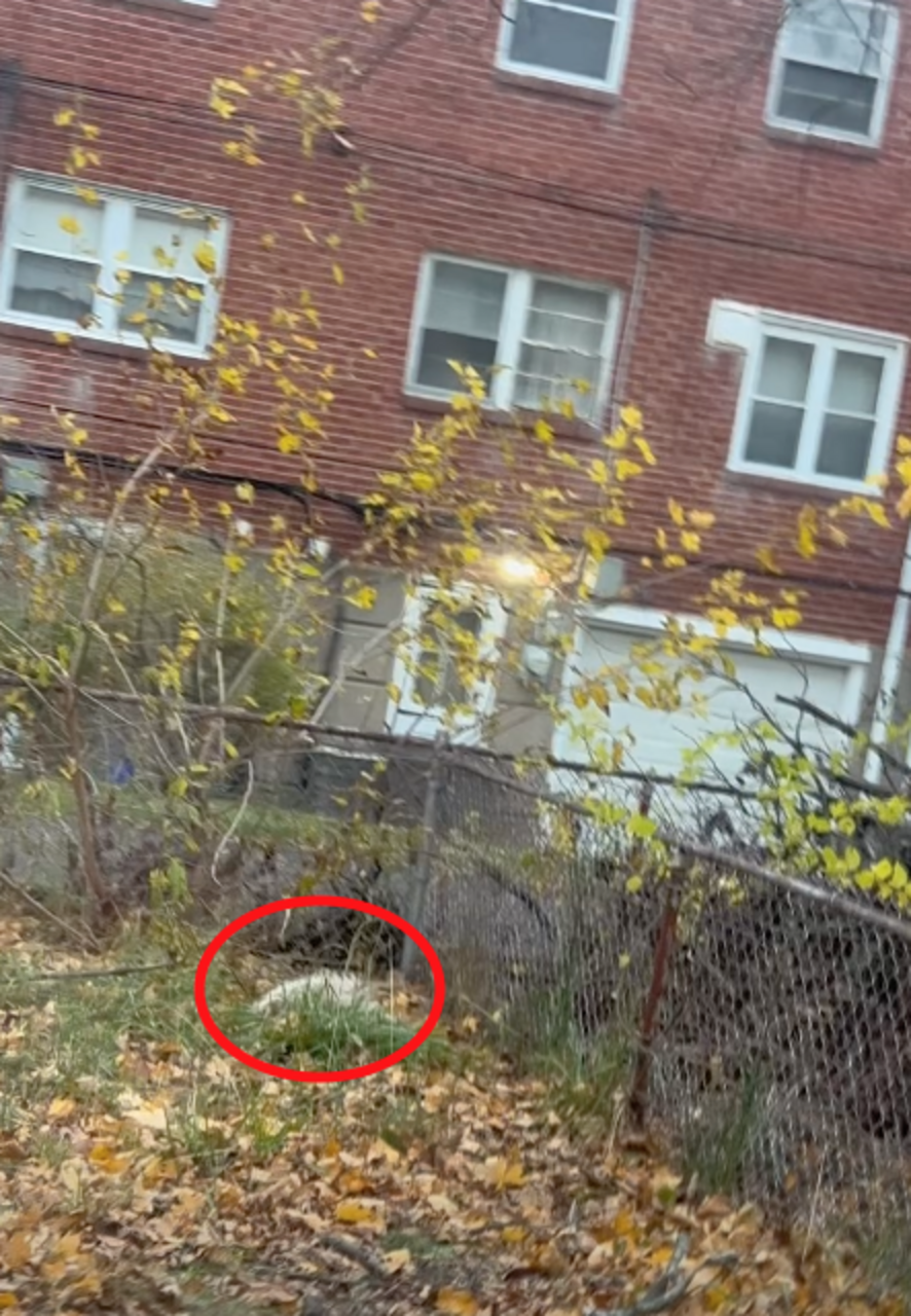 Woman Comes Face-To-Face With Elusive Dog Who’d Been On The Run For A ...