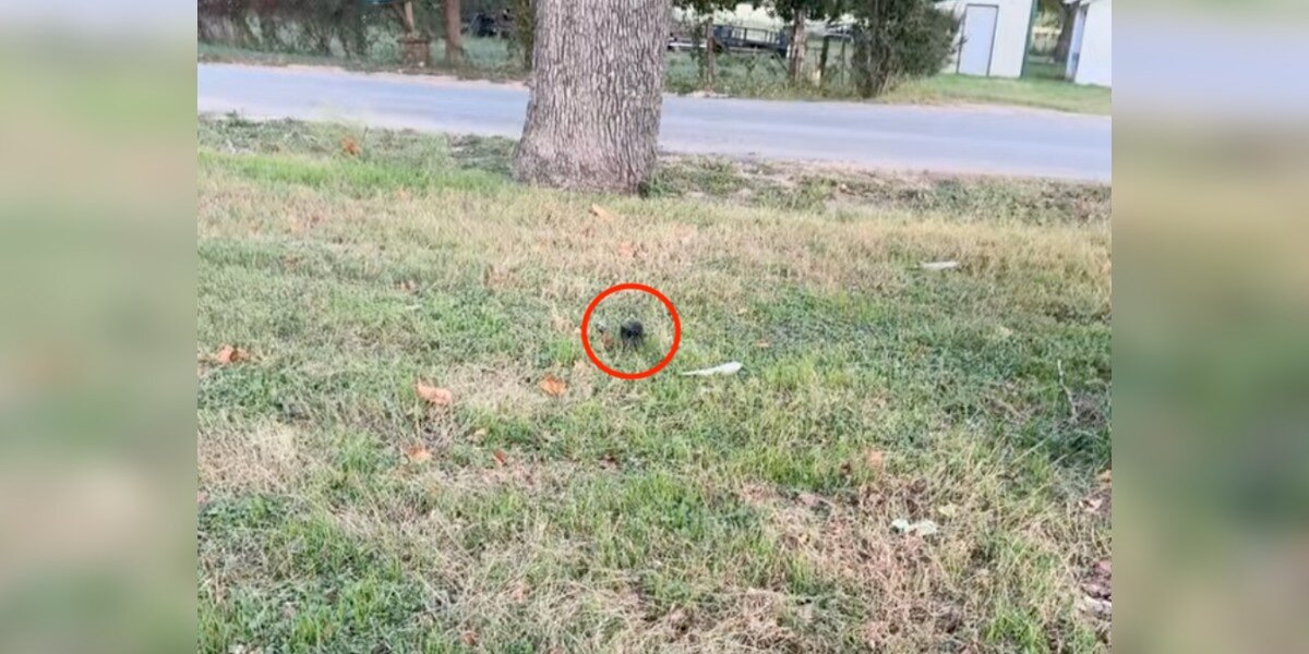 Woman Arriving Home Is Suddenly Charged By Tiny Fuzzball Looking For ...
