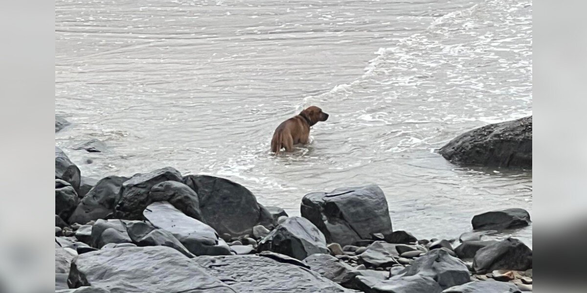 Dog Abandoned At Beach Searches For His Family In The Water For Weeks ...