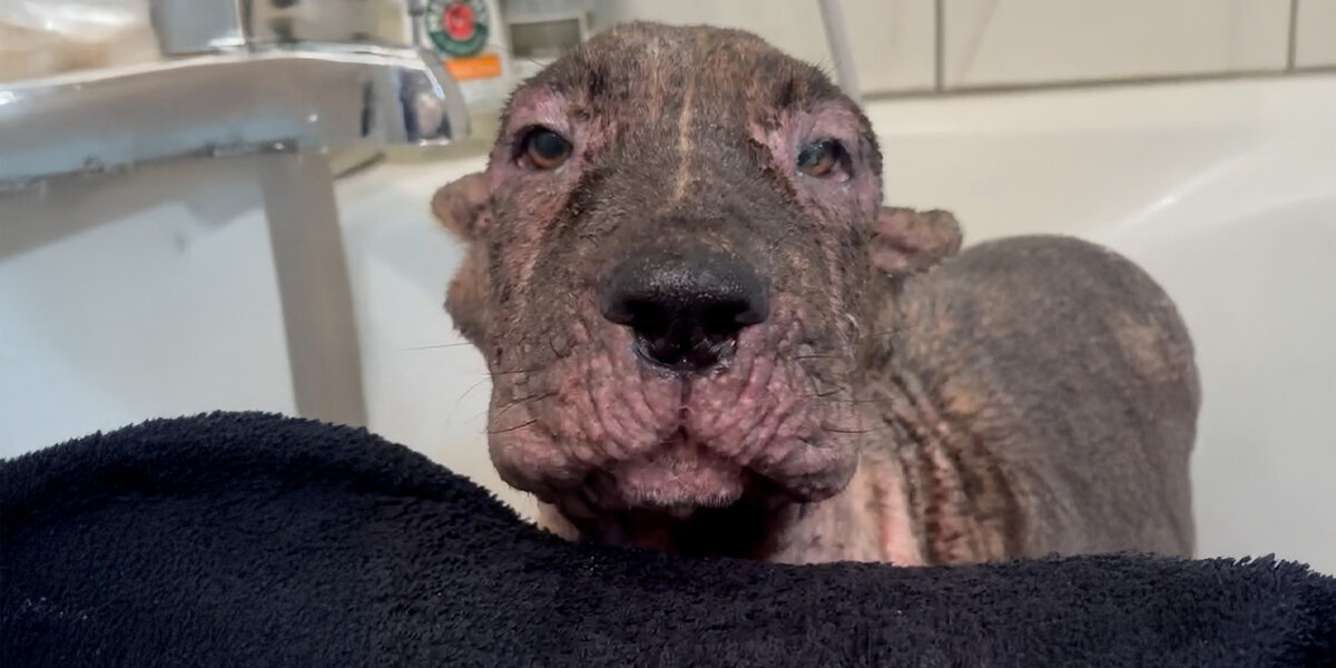 Dumped Neglected Dog Learns To Be A Puppy Again - Videos - The Dodo
