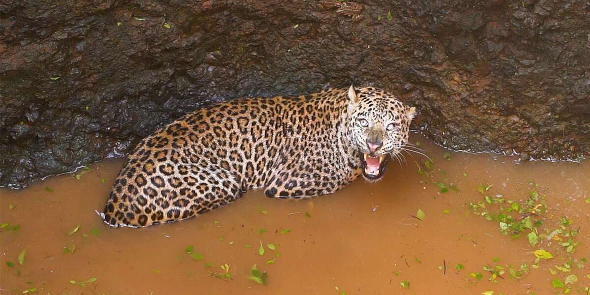 Leopard Survives a 50-Foot Fall Into A Well - Videos - The Dodo