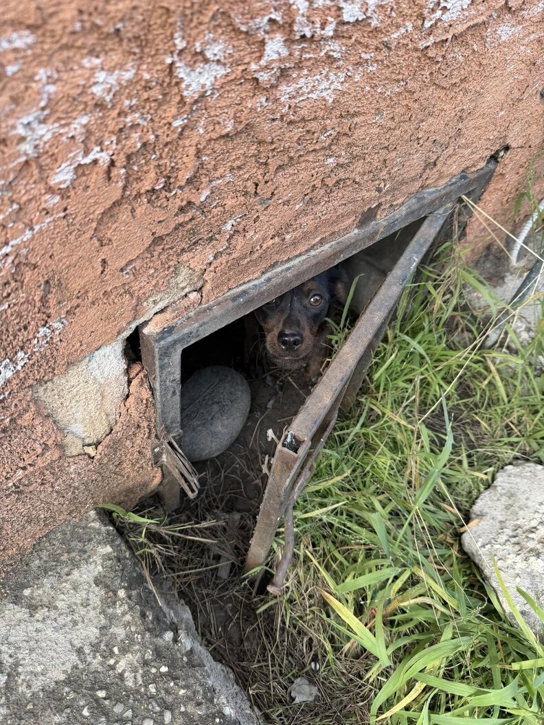 Face Poking Out From Under House Leads Woman To A Pile Of 'Little ...