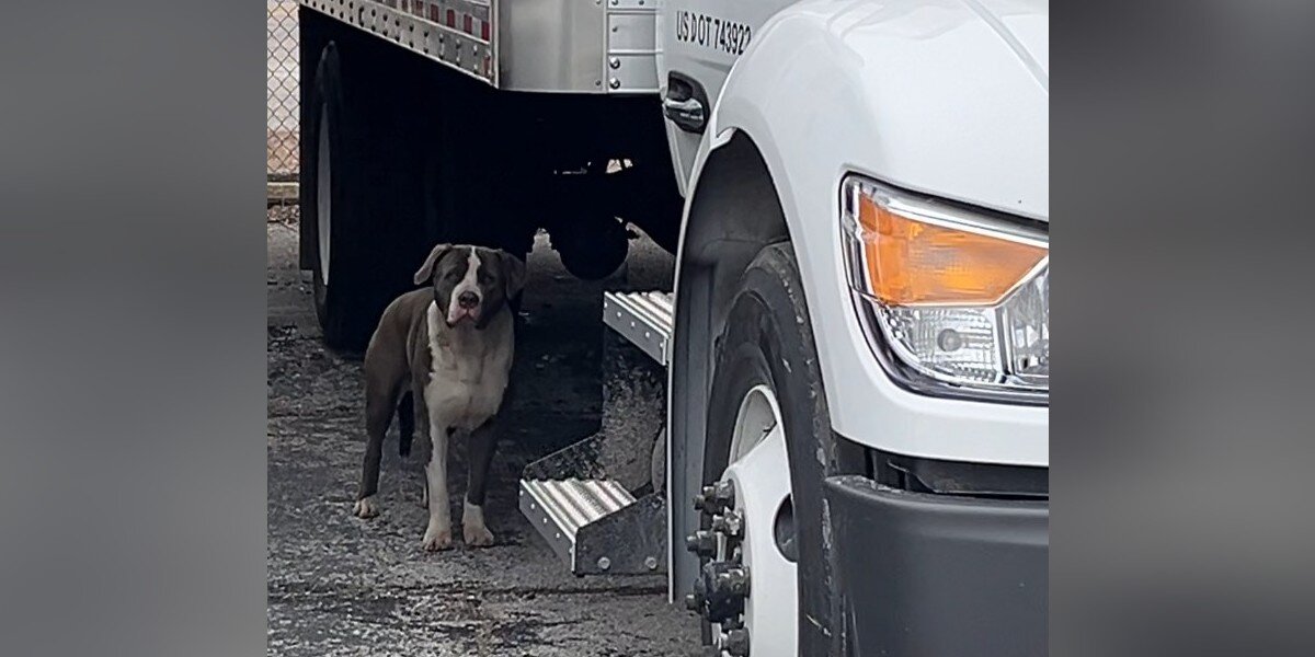 Terrified Dog Hiding Behind Truck Crawls Into Rescuers' Laps After ...