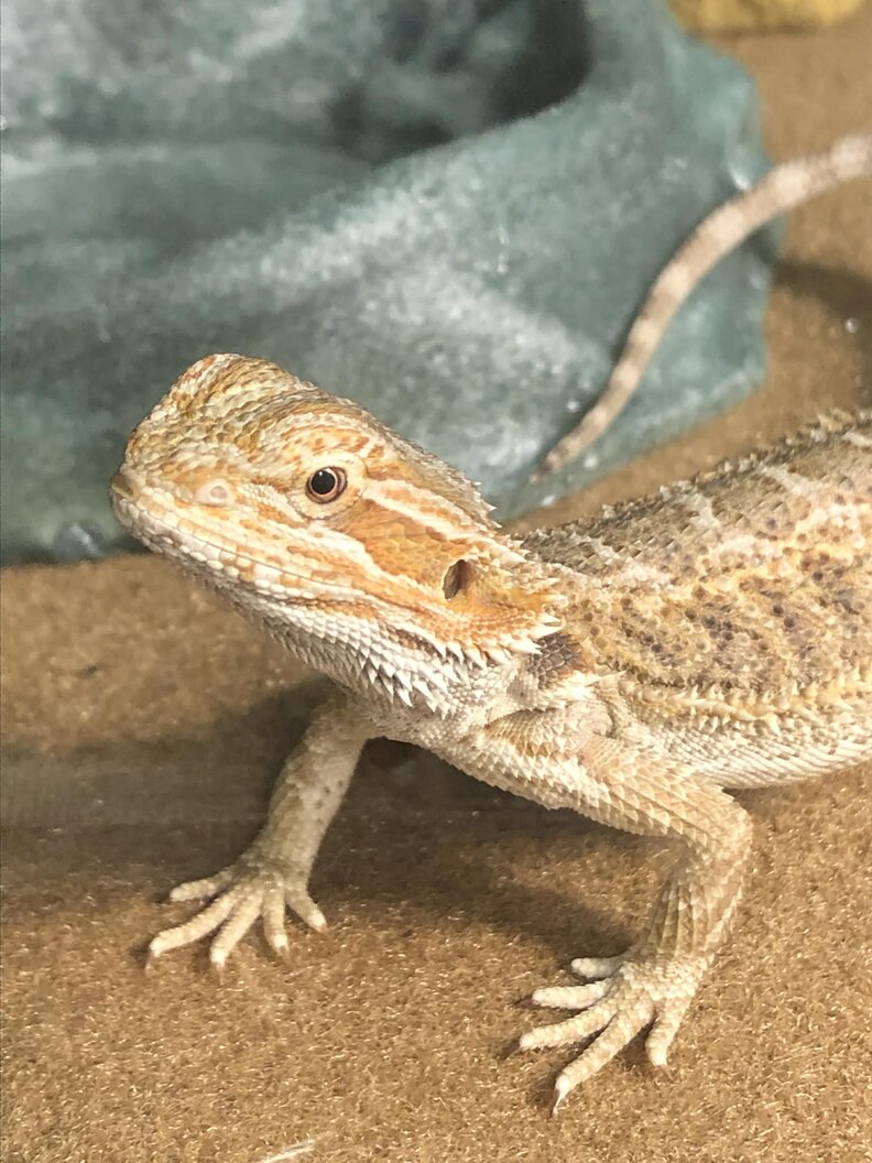 Teen’s Yearbook Photos Include A Special Guest Who’s Melting Everyone’s ...