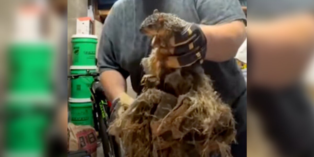 Man Goes To Help Squirrel With A Tangled Tail — Then Another Face Pops ...