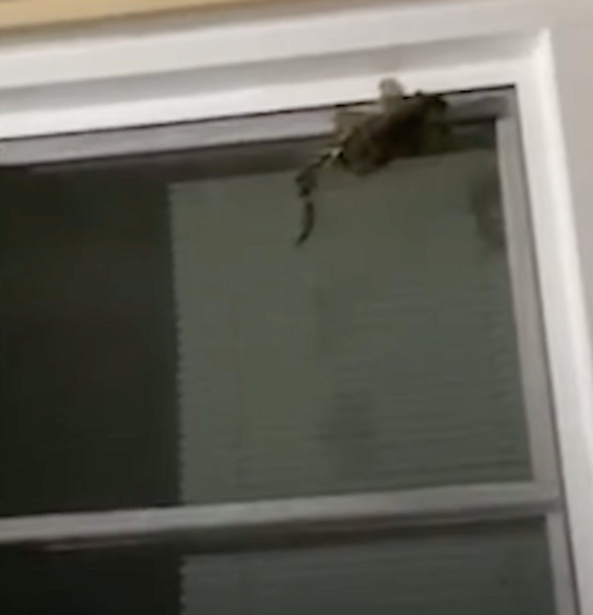 Man Goes To Help Squirrel With A Tangled Tail — Then Another Face Pops ...