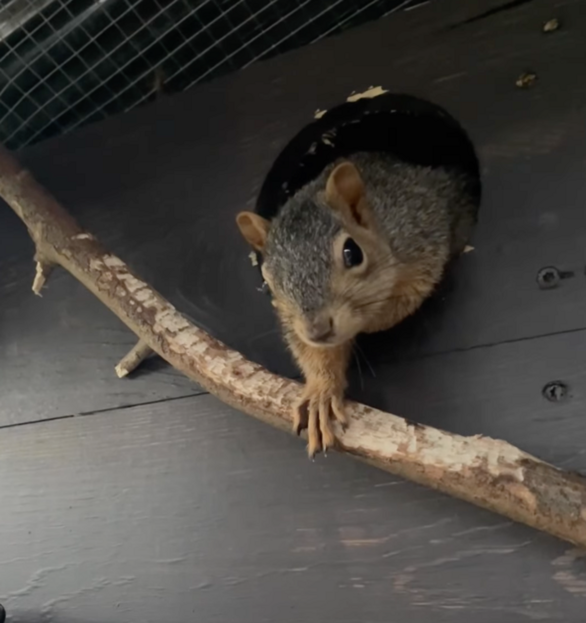 Man Goes To Help Squirrel With A Tangled Tail — Then Another Face Pops ...