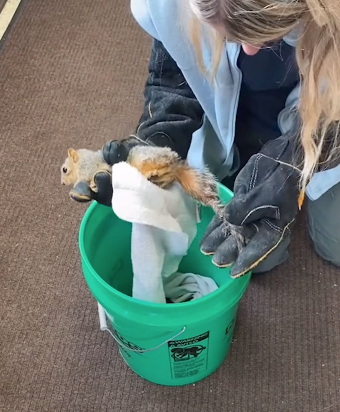 Man Goes To Help Squirrel With A Tangled Tail — Then Another Face Pops ...