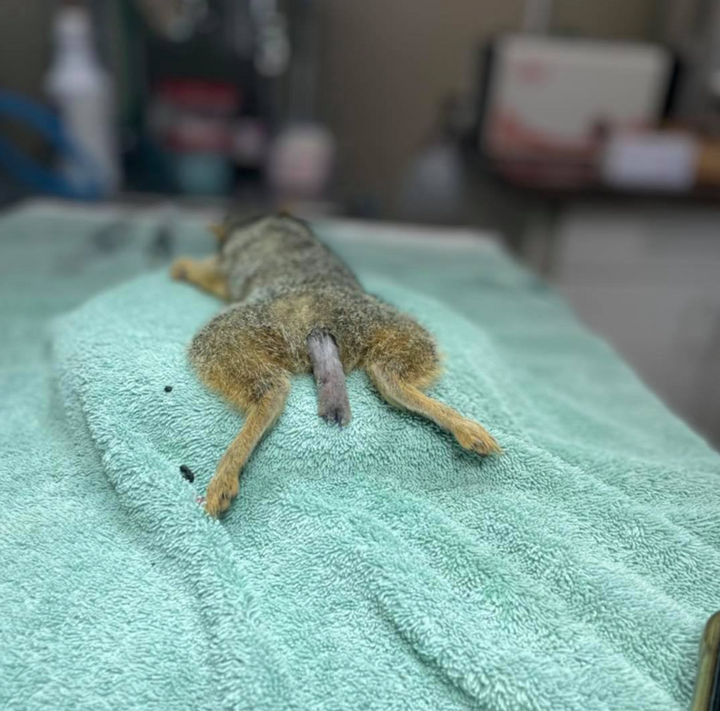 Man Goes To Help Squirrel With A Tangled Tail — Then Another Face Pops ...