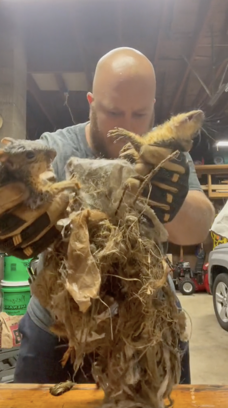 Man Goes To Help Squirrel With A Tangled Tail — Then Another Face Pops ...