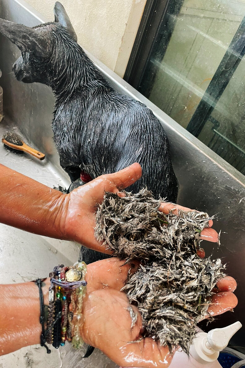 Rescuers Realize Dog Painted Like A Skeleton Is Just A 'Sweet Boy ...