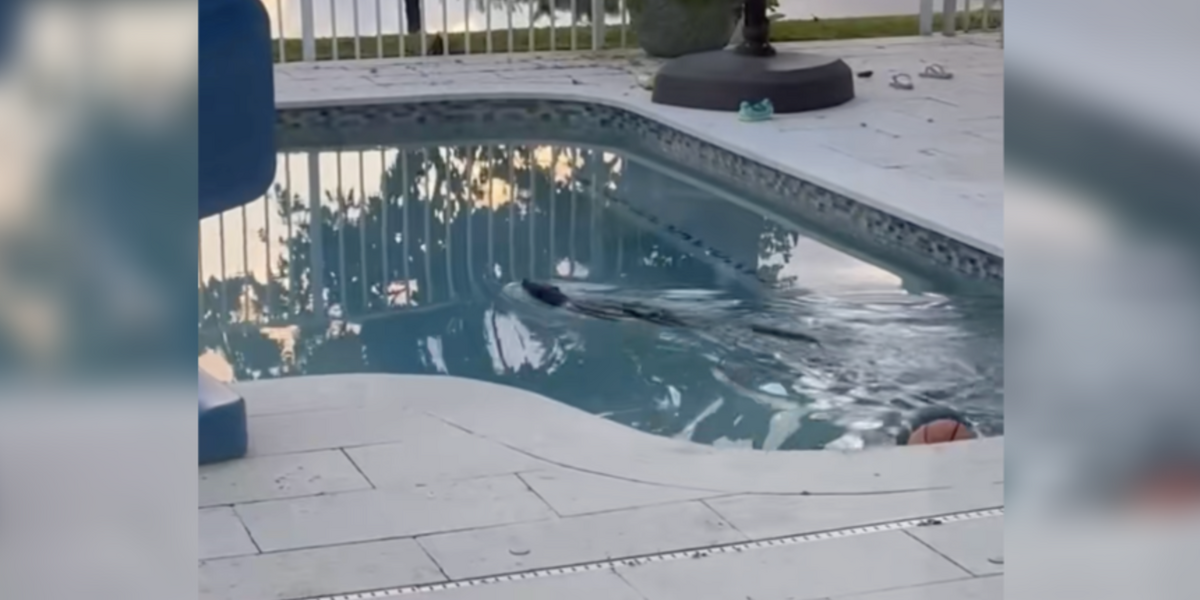 Homeowners Call For Help When They Find 'River' Animal Swimming In ...