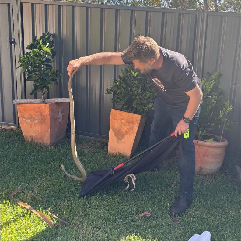 Reptile Wrangler's 'Mind Blown' By Snake's Remarkable Survival Trick ...