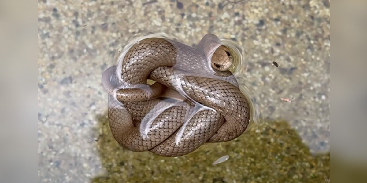 Reptile Wrangler's 'Mind Blown' By Snake's Remarkable Survival Trick ...