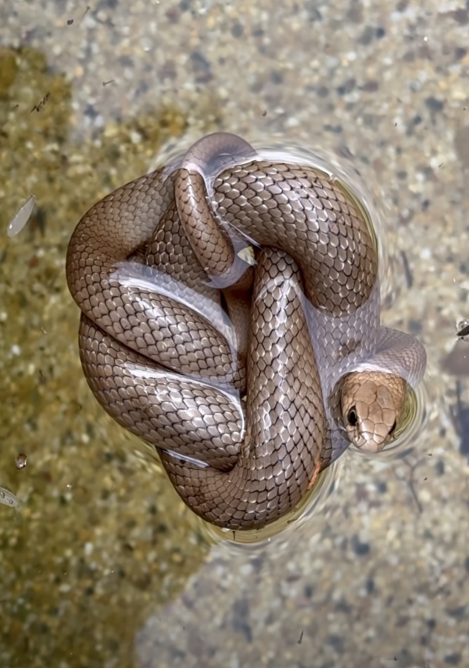 Reptile Wrangler's 'Mind Blown' By Snake's Remarkable Survival Trick ...