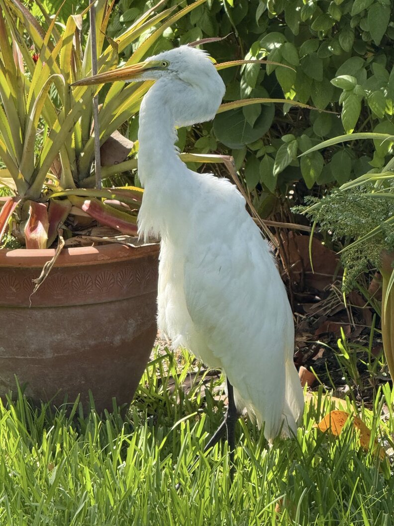 Guy Spots Long-Necked Bird Standing Still — Then Realizes There's ...
