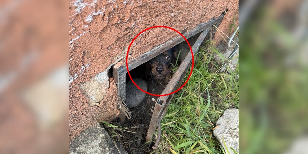 Face Poking Out From Under House Leads Woman To A Pile Of 'Little ...