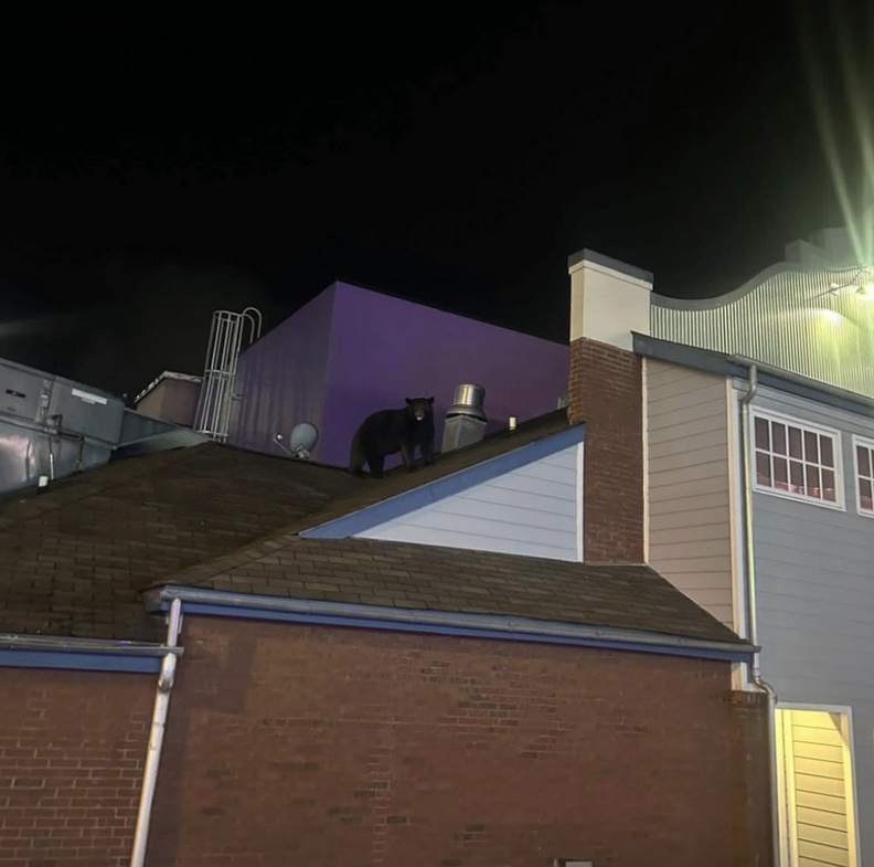 Driver Pulls Over When She Spots Someone Huge On The Roof Of Bubba Gump ...