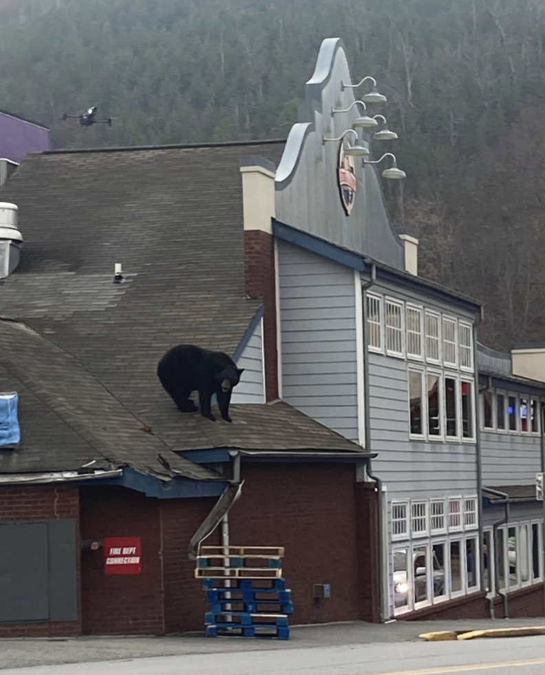 Driver Pulls Over When She Spots Someone Huge On The Roof Of Bubba Gump ...