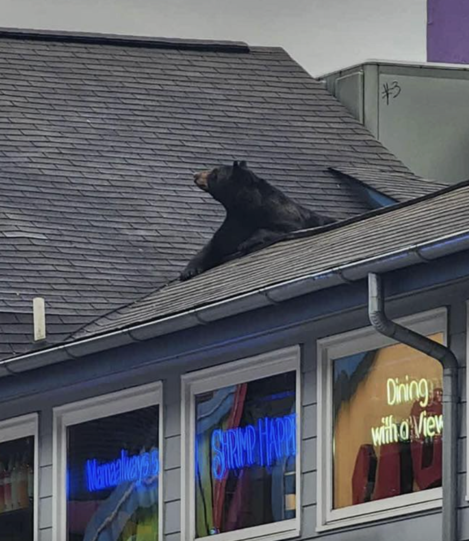 Driver Pulls Over When She Spots Someone Huge On The Roof Of Bubba Gump ...