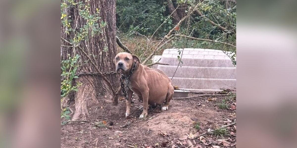 Pup Chained To Tree Was Days From Giving Birth — Then A Hero Arrived ...