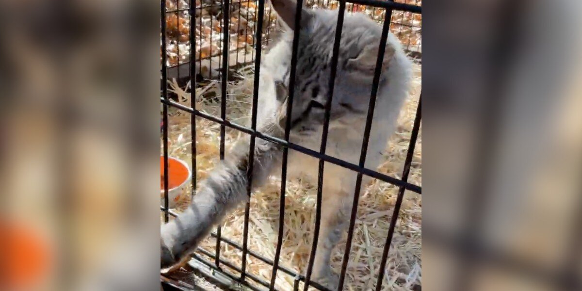 Lost Cat Hears Mom's Voice On Speaker And Immediately Reaches For The ...