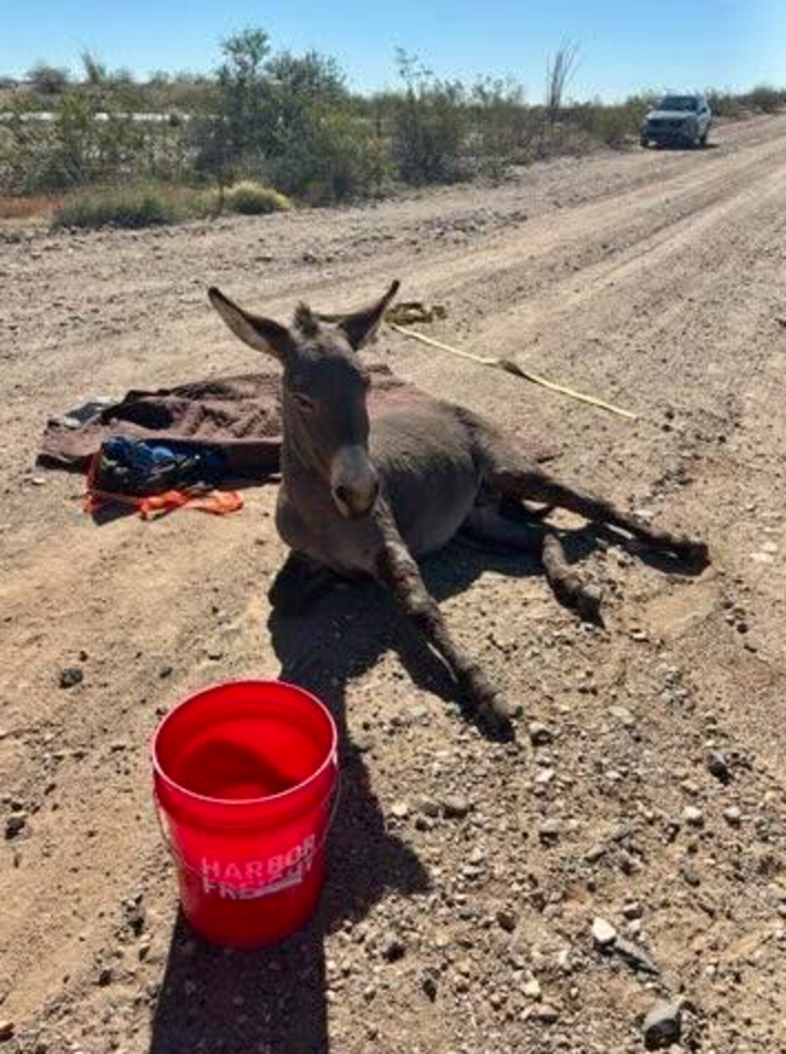 Couple Can't Figure Out Why Wild Donkey Is So Still — Then They Move ...