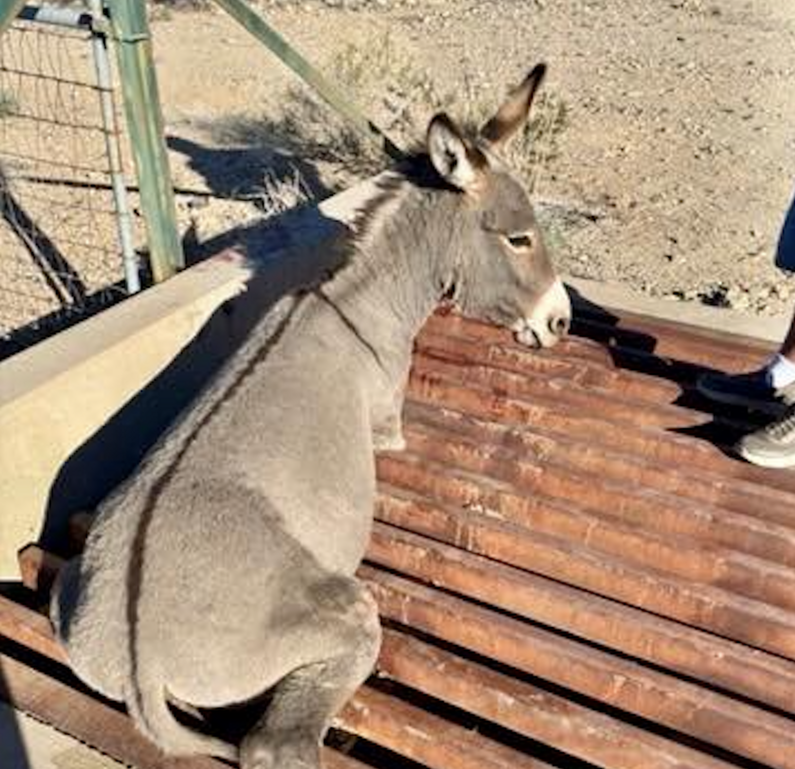Couple Can't Figure Out Why Wild Donkey Is So Still — Then They Move ...