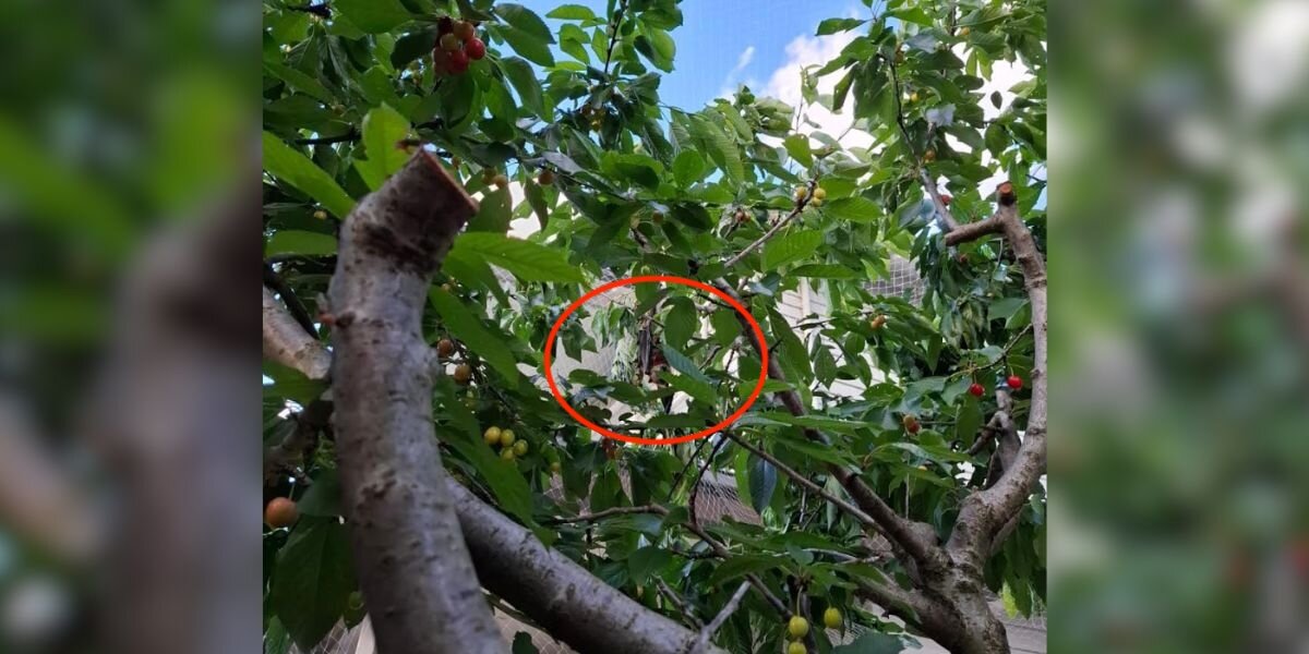Black Blob Hanging From Cherry Tree Is Actually A Wild Animal In Danger ...