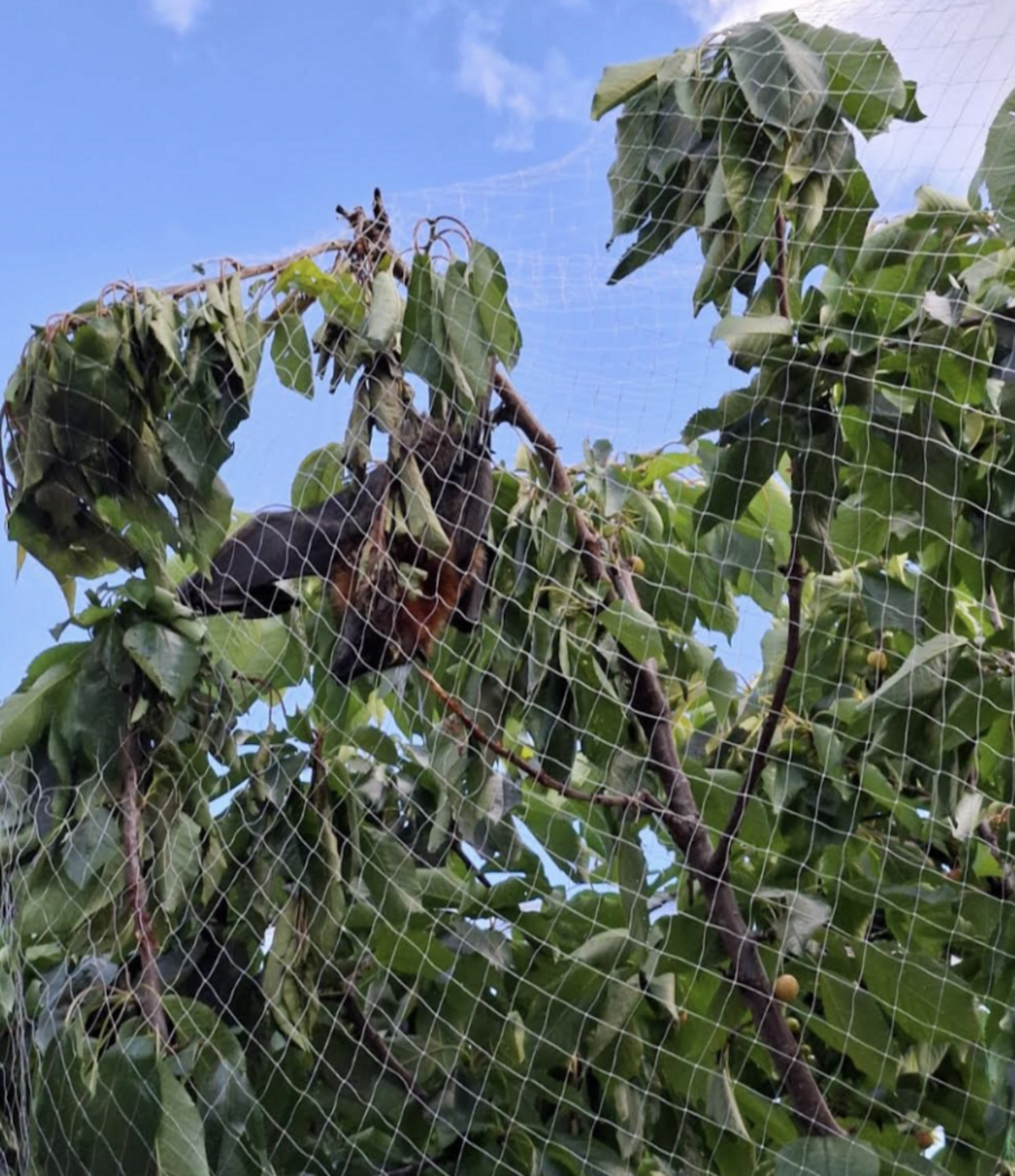 Black Blob Hanging From Cherry Tree Is Actually A Wild Animal In Danger ...
