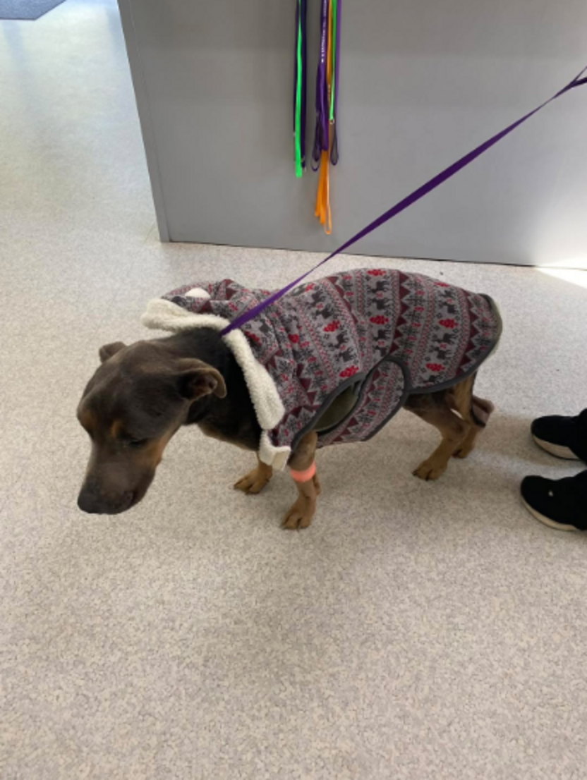 Freezing Dog 'Hours From Death' Watches Cars Go By — Until One Person ...