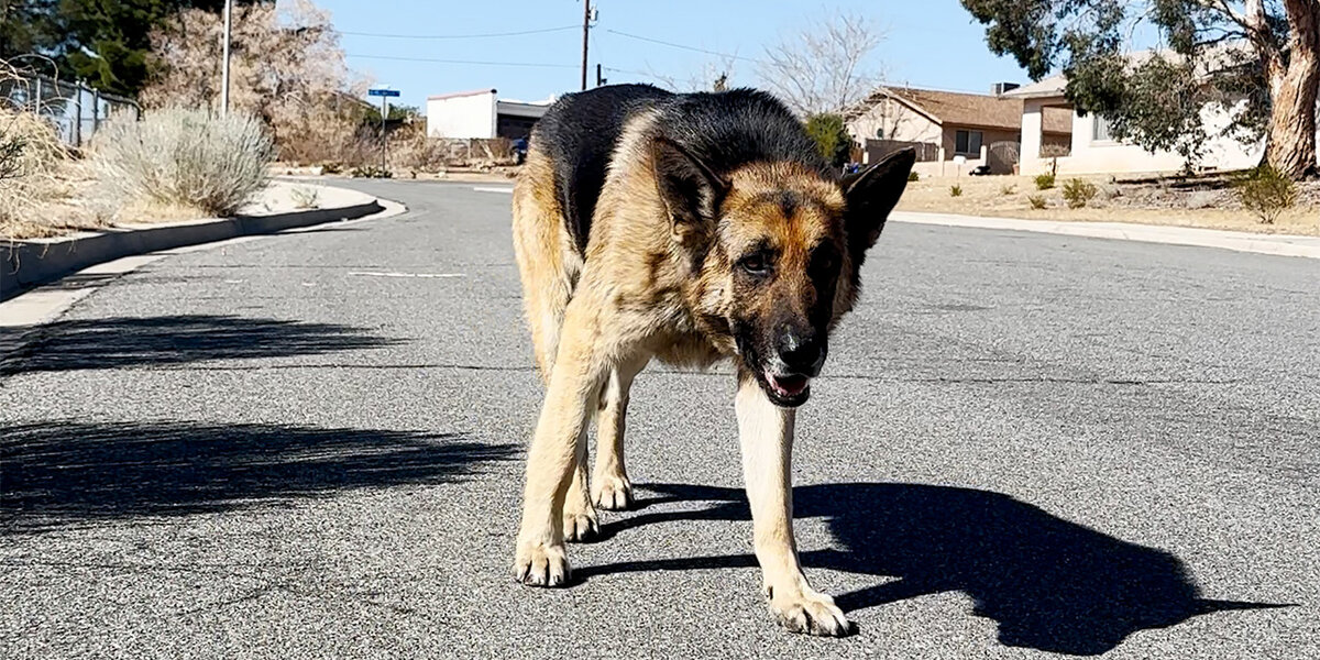 Abandoned German Shepherd Is SO Relieved To Be In A Home Again - Videos ...