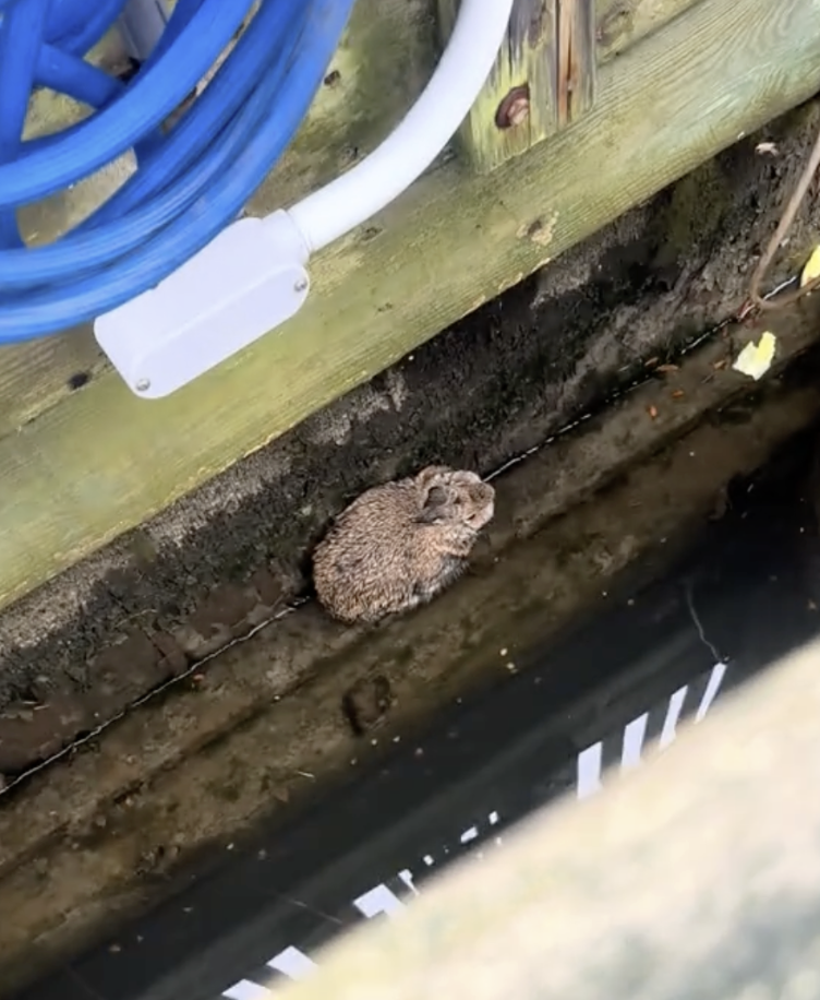 Woman Spots Fuzzy Lump In Boat Dock Crevice — Then Realizes It's ...
