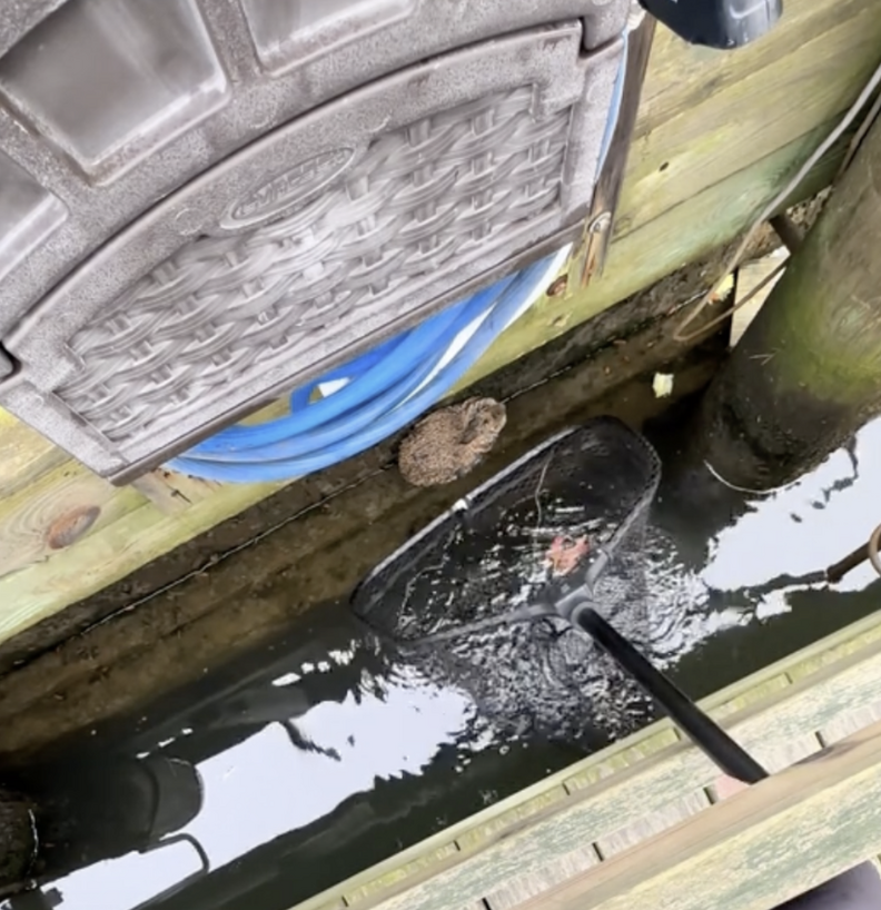 Woman Spots Fuzzy Lump In Boat Dock Crevice — Then Realizes It's ...