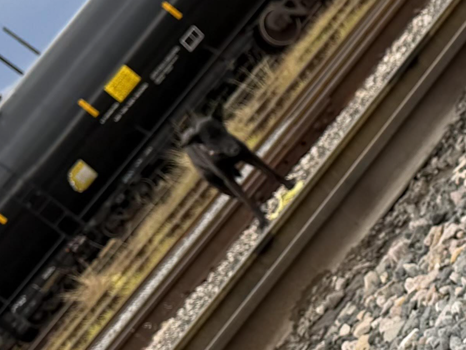 Rail Yard Workers Call For Help When They See Dog Running In Front Of ...