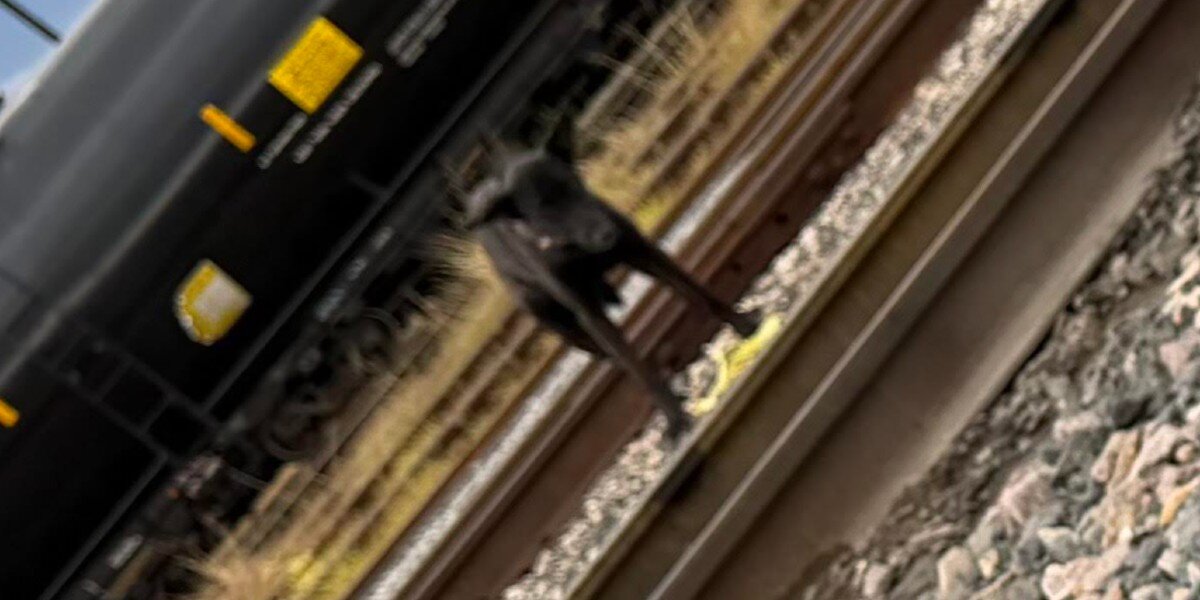 Rail Yard Workers Call For Help When They See Dog Running In Front Of Trains - The Dodo