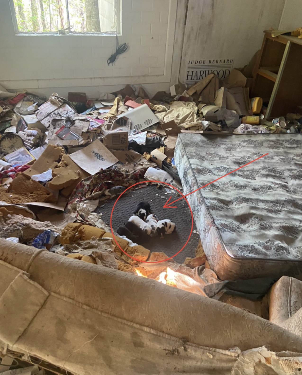 Woman Enters Abandoned House In The Woods And Finds Pile Of Babies ...