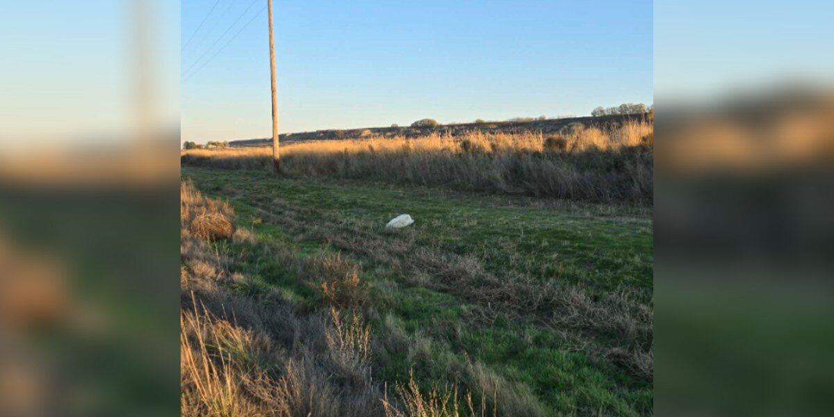 Volunteers Spot Mound Of White Fur In Ditch And Discover An Animal In ...