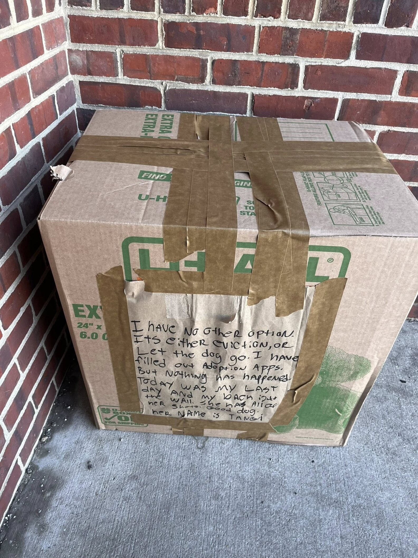 Shelter Staff Find A Taped-Up Box On A Freezing Morning — And A Tearful ...