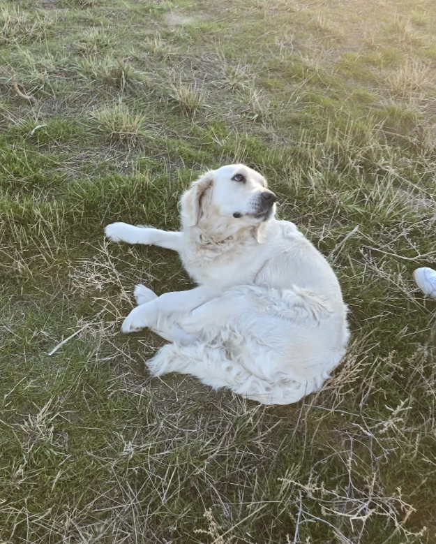 Volunteers Spot Mound Of White Fur In Ditch And Discover An Animal In ...