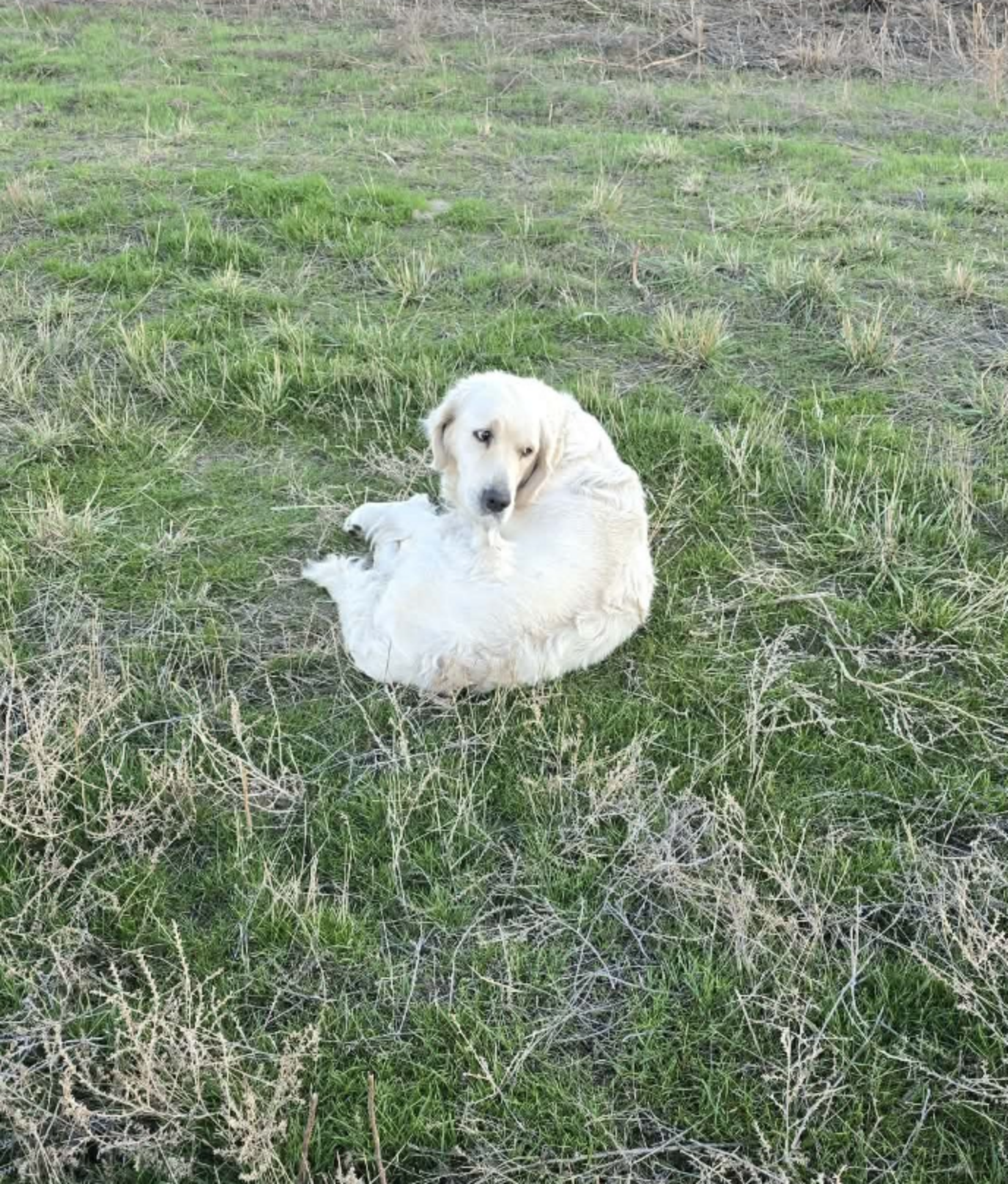 Volunteers Spot Mound Of White Fur In Ditch And Discover An Animal In ...