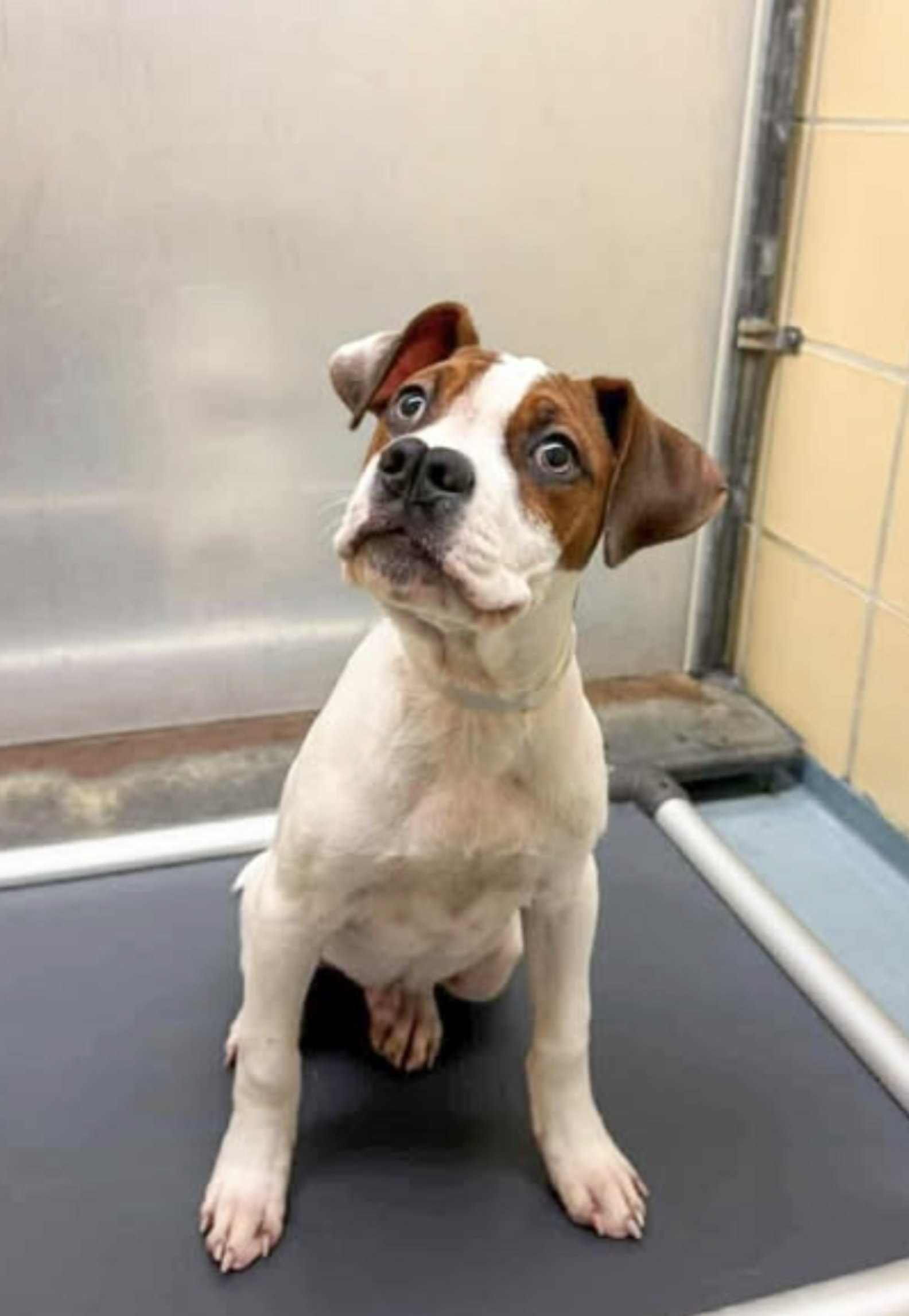 No One Wants To Adopt This Puppy — Just Because He Has An ‘Imperfect ...