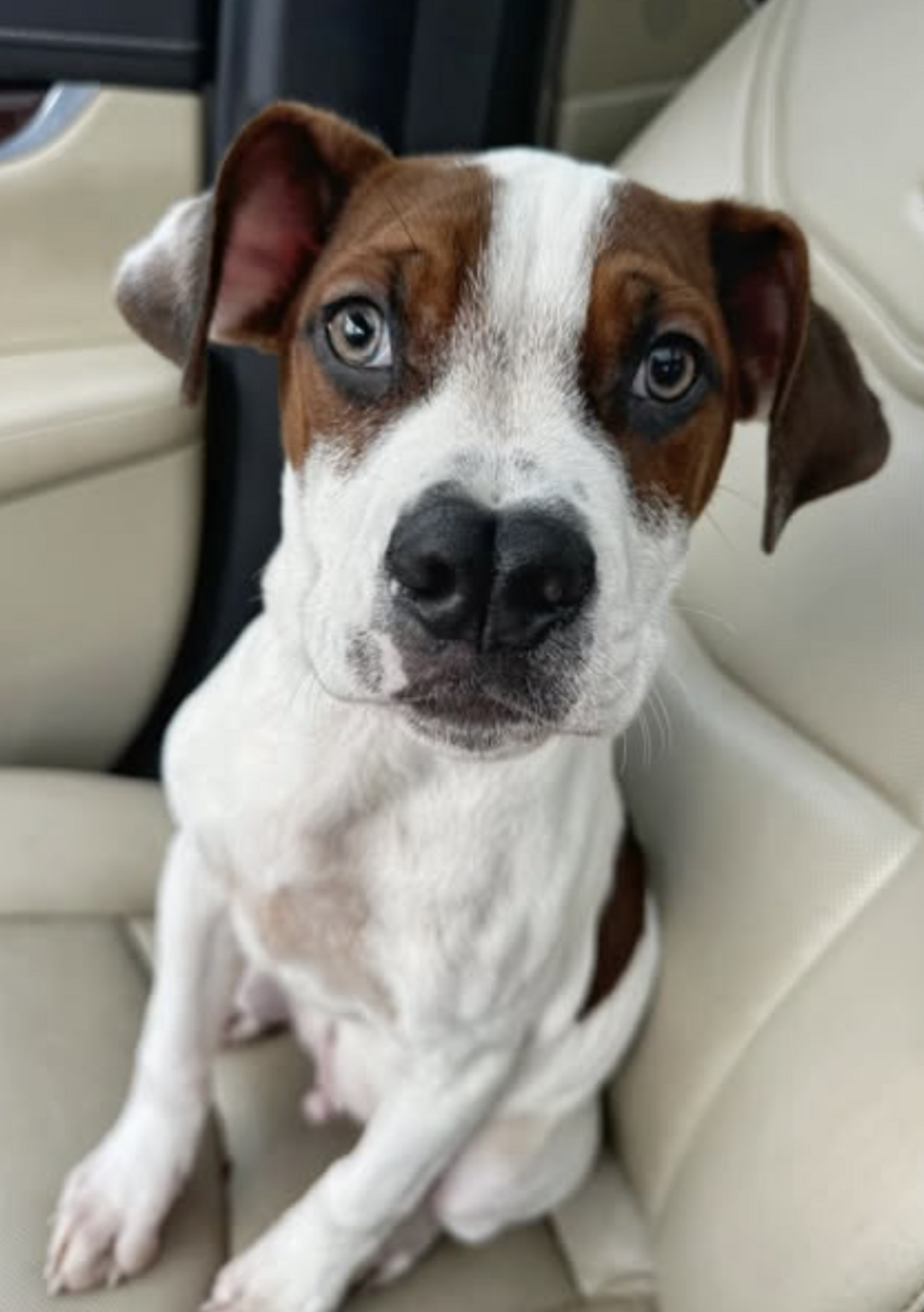No One Wants To Adopt This Puppy — Just Because He Has An ‘Imperfect ...
