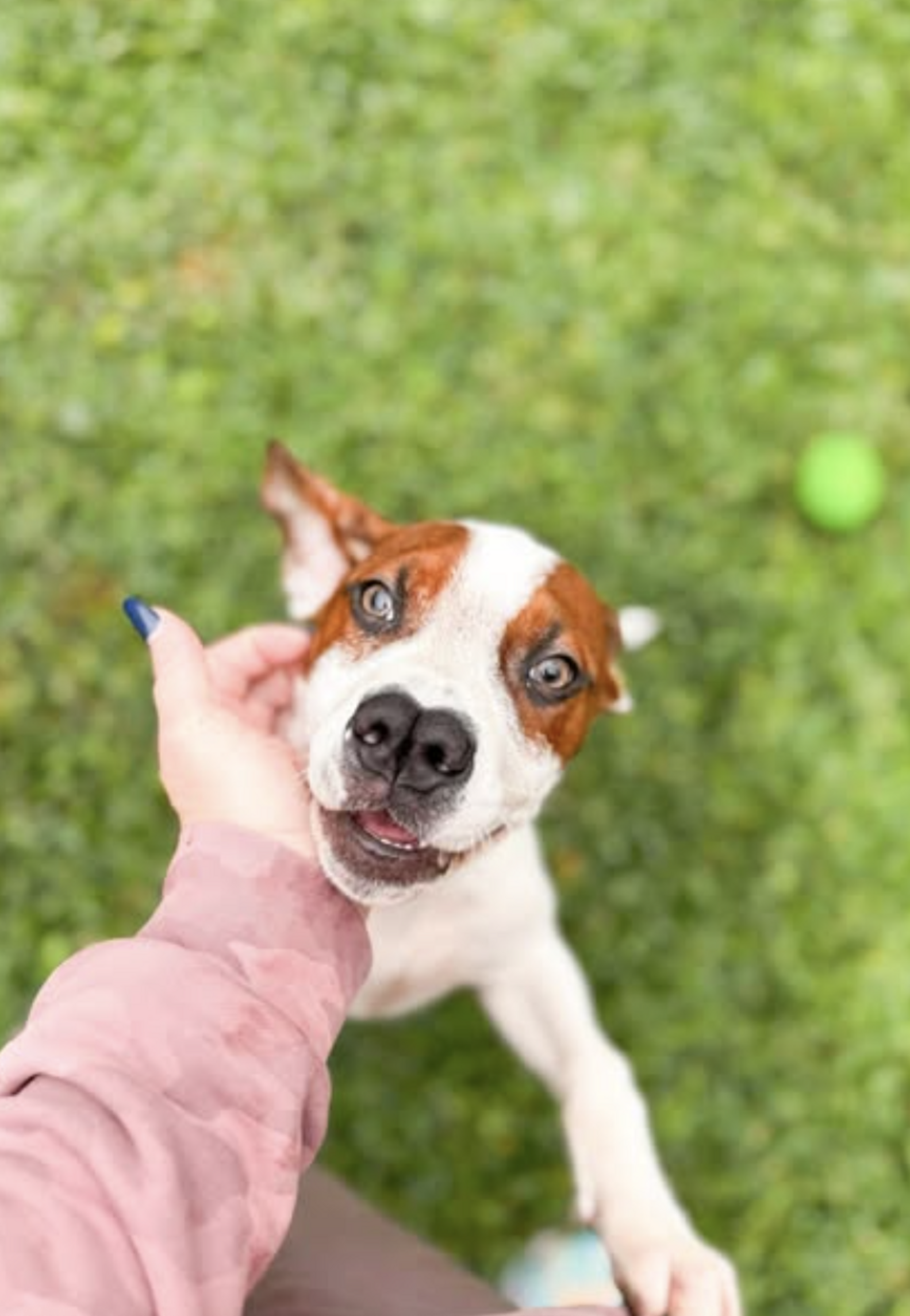 No One Wants To Adopt This Puppy — Just Because He Has An ‘Imperfect ...