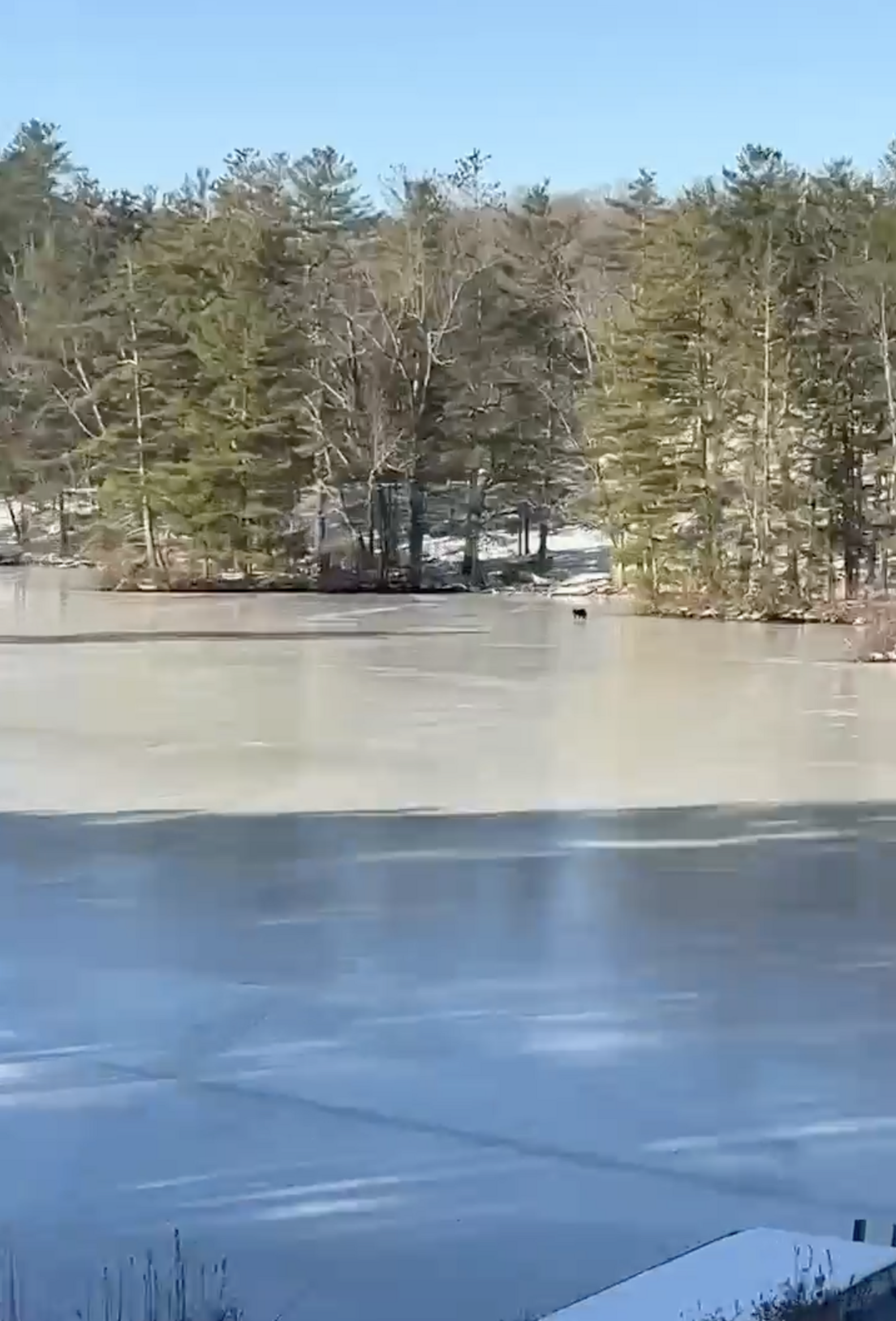 Woman Opens Window Curtains — And Gets A Free Show From A Bear On Ice ...