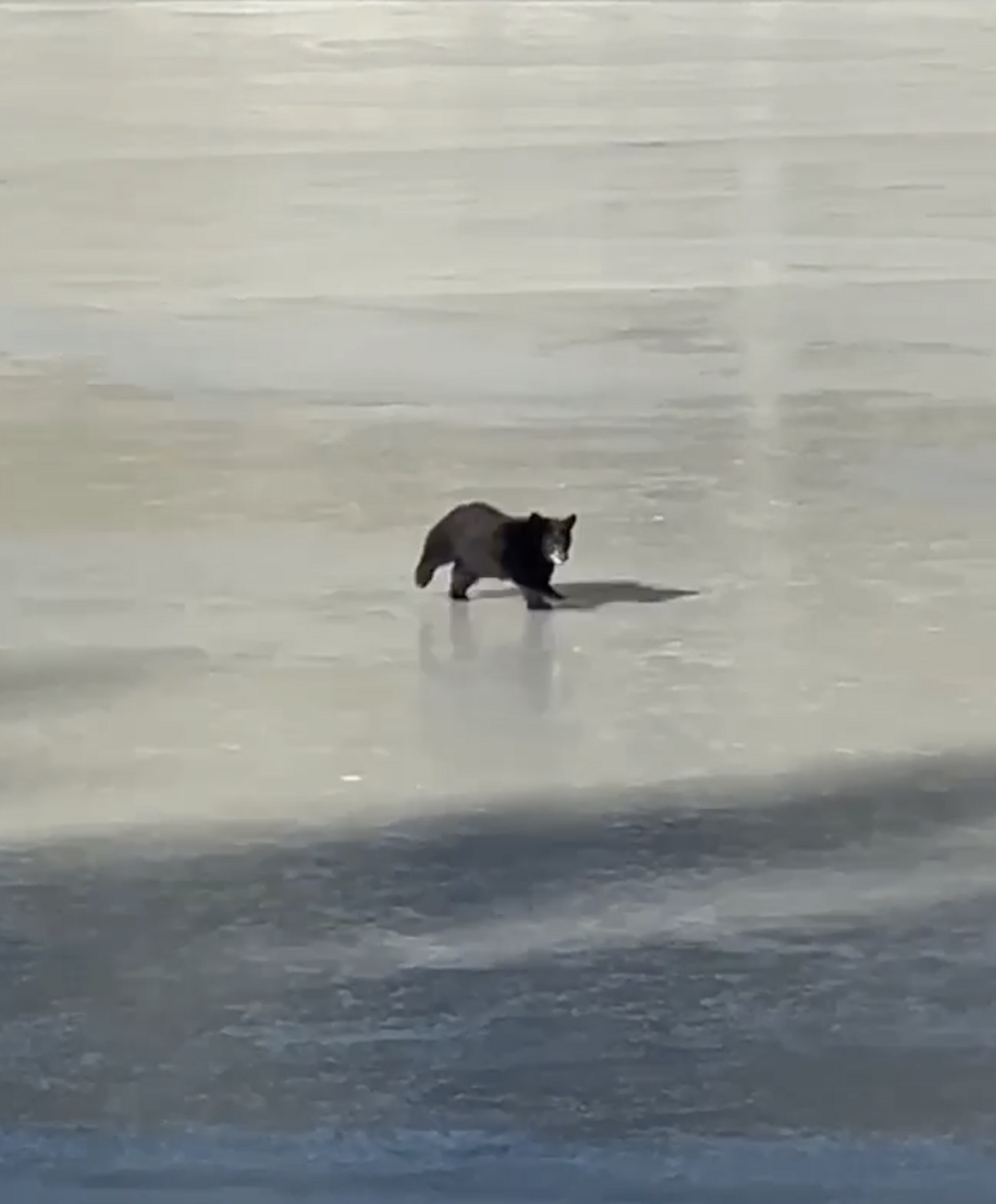 Woman Opens Window Curtains — And Gets A Free Show From A Bear On Ice ...
